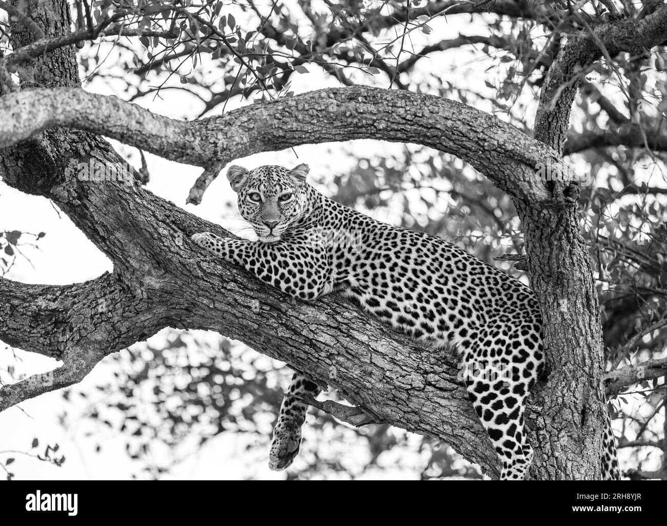 A leopard on a tree - wallpaper Stock Photo - Alamy