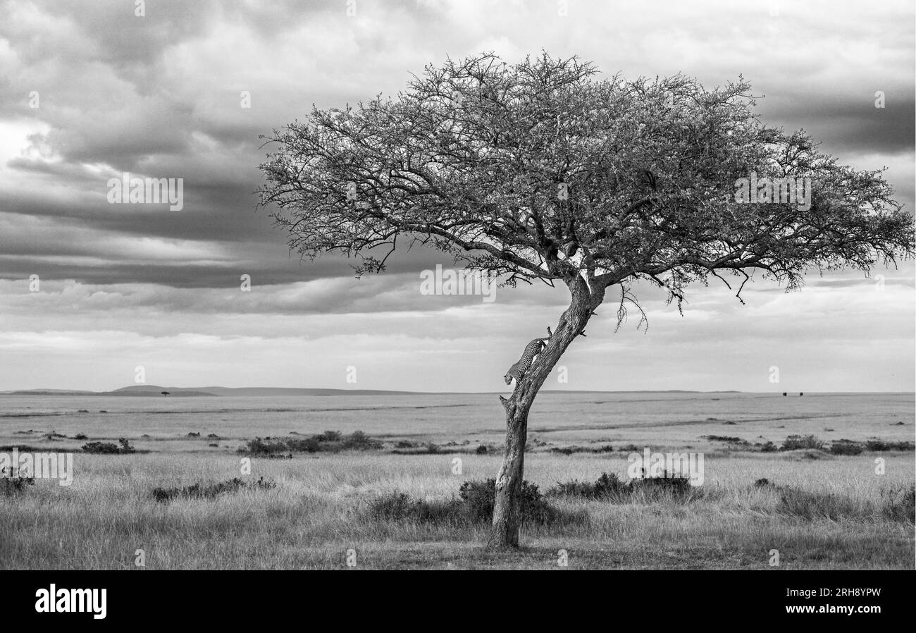 Tree of life - A landscape view of a lonely tree in the masai mara with ...