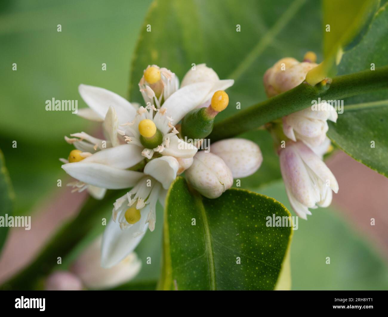 Lemon tree flowers, white, sweetly scented and pretty, green leaves, on ...