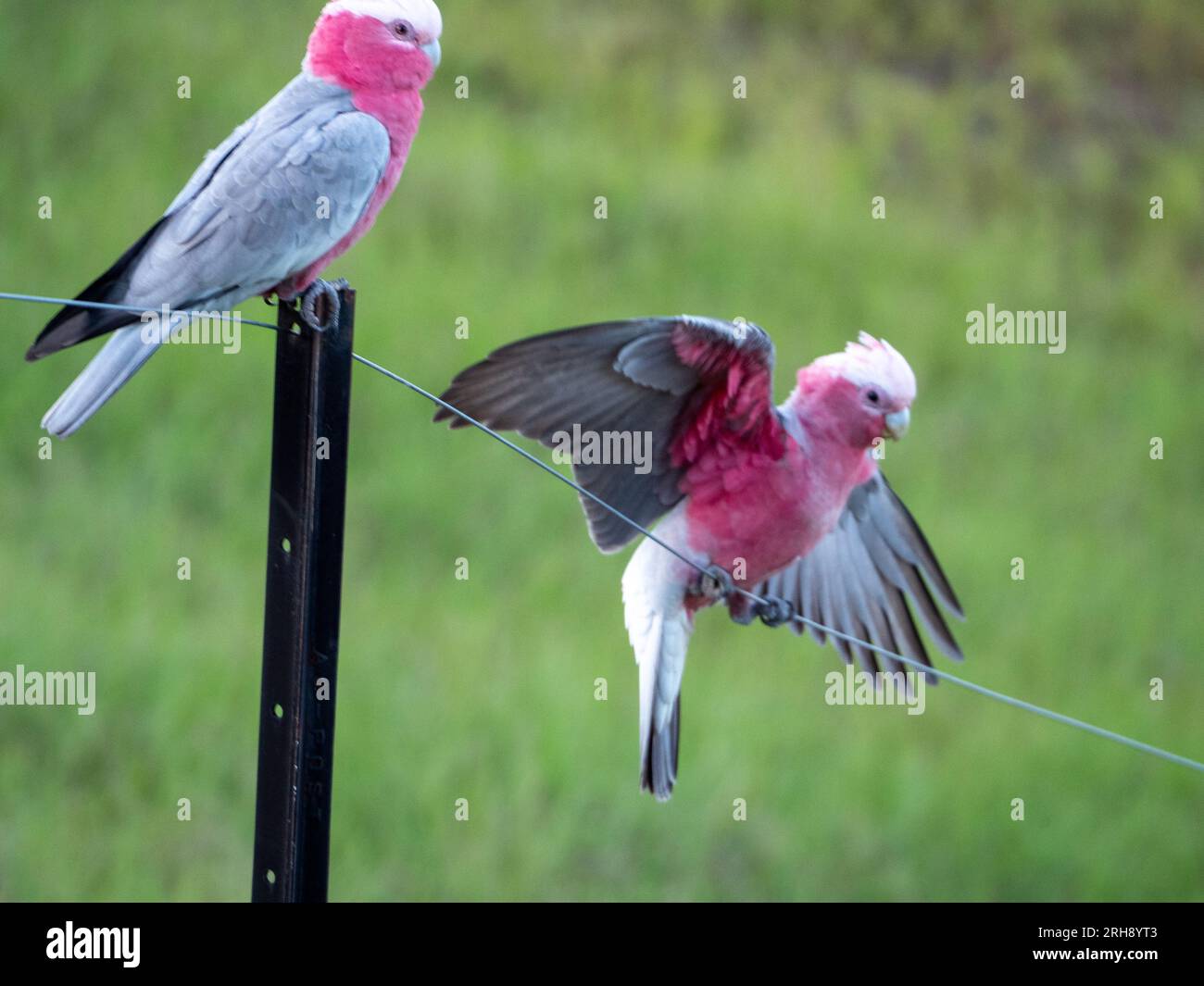 Two colourful Galahs aka Pink and grey cockatoos, one with wings spread ...