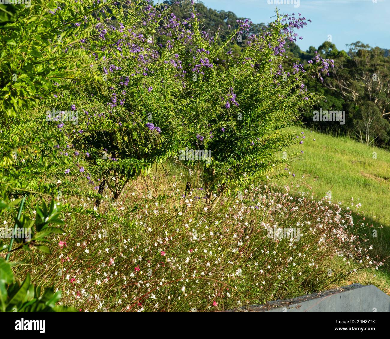 Cottage style garden with Whirling Butterfly Flowers blooming ...