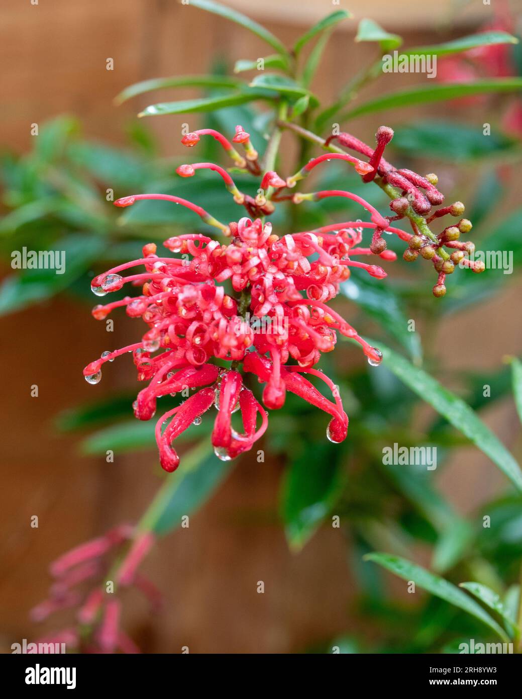Australian flora flower grevilleas hi-res stock photography and images ...