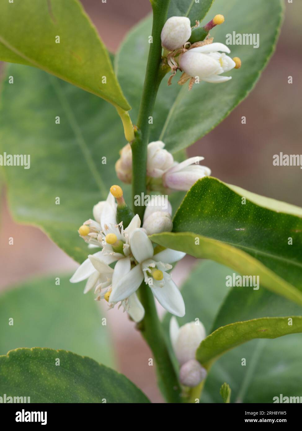 Lemon tree flowers, white, sweetly scented and pretty, green leaves, on ...