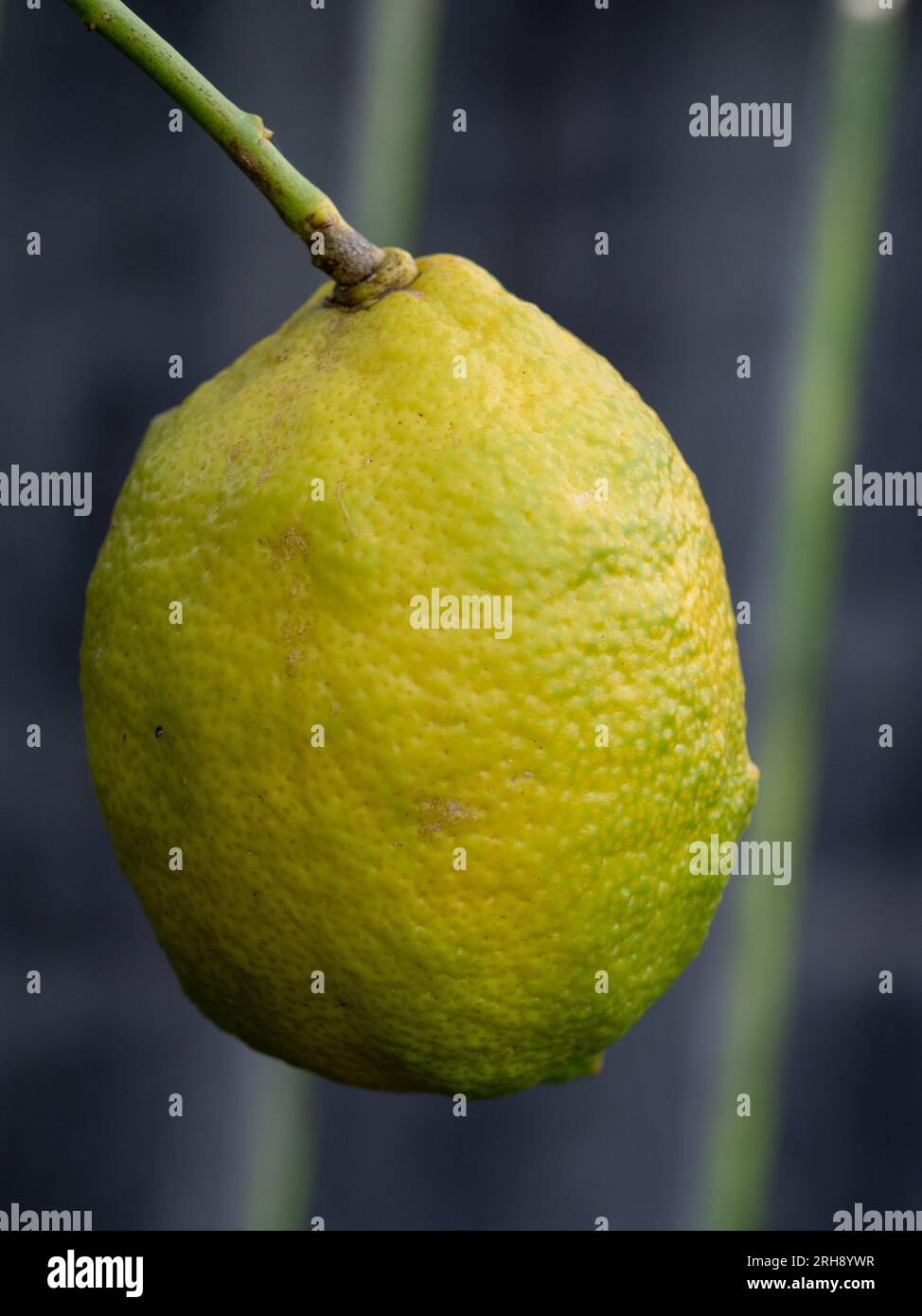 Little green lemon hanging hi-res stock photography and images - Alamy