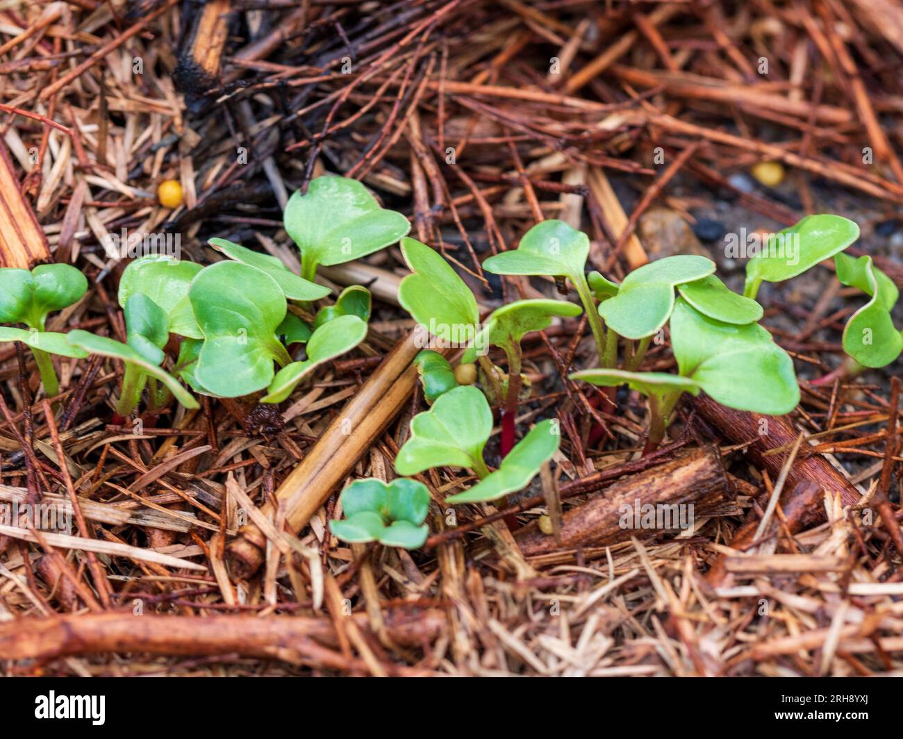 Garden patch earth plant cherry hi-res stock photography and images - Alamy
