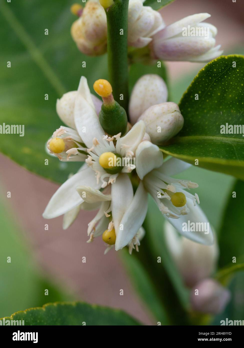 Lemon tree flowers, white, sweetly scented and pretty, green leaves, on ...