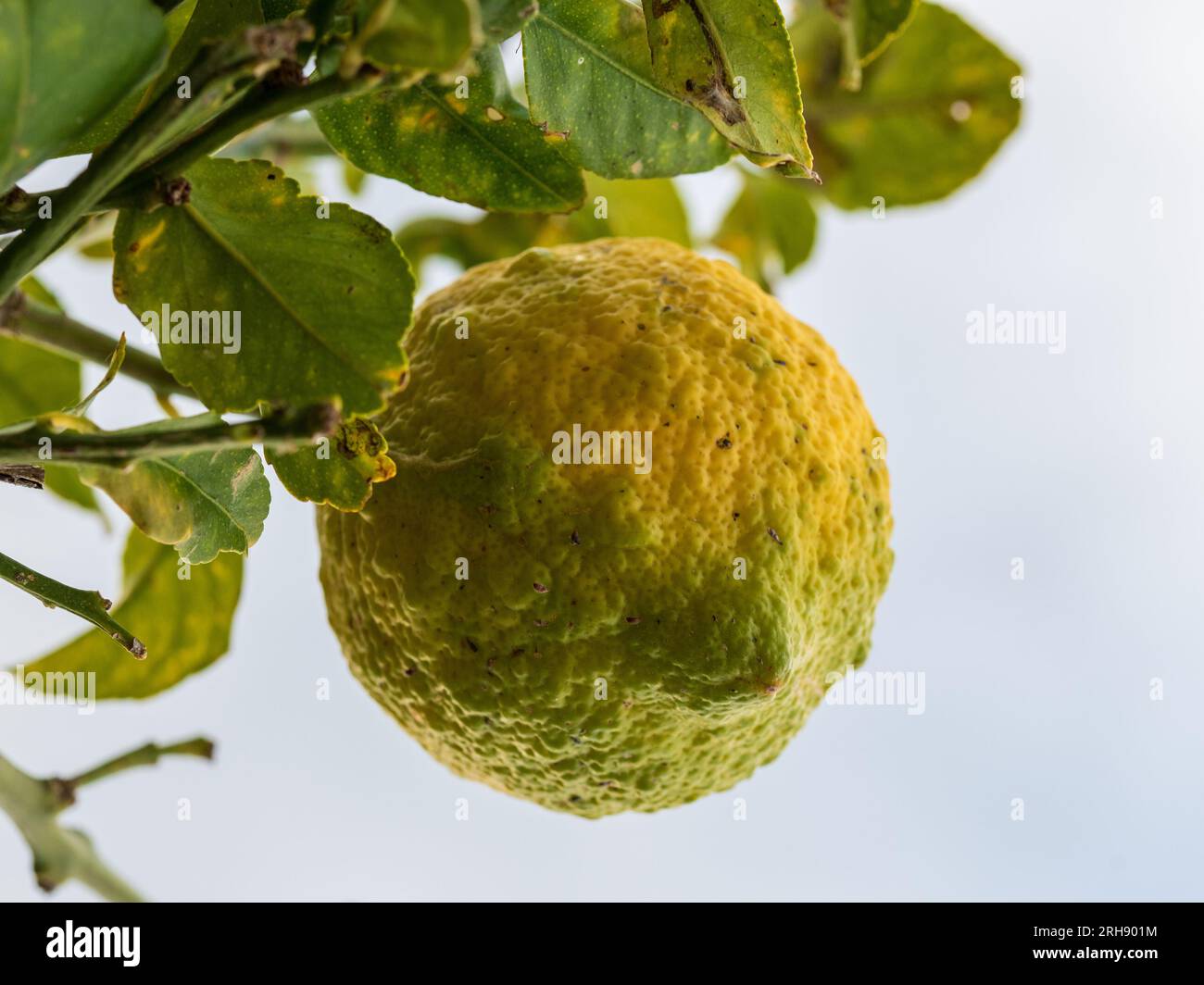 A Lemon on a tree, rough bumpy skin turning from green to yellow, green ...