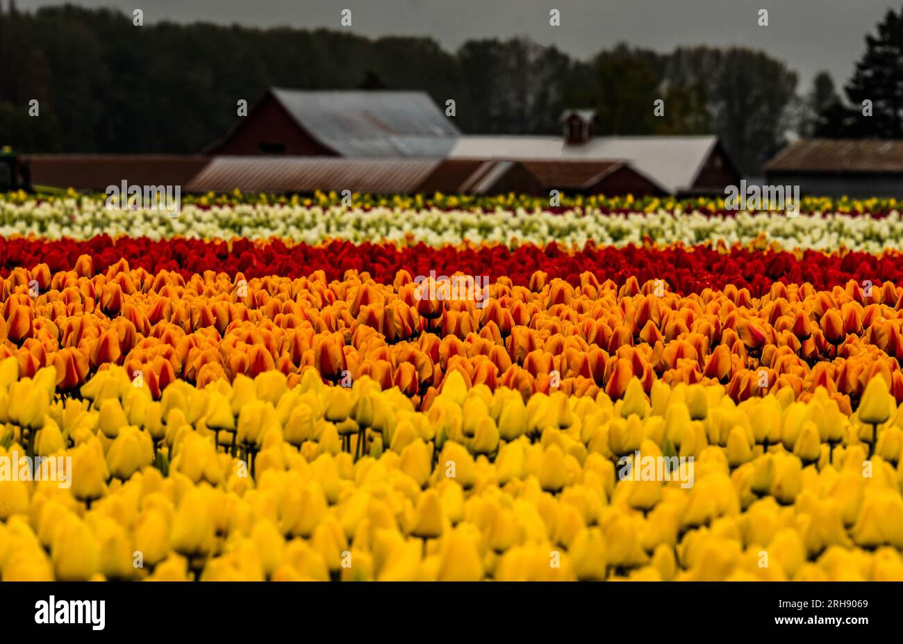 Skagit Valley Tulip Festival, Mount Vernon, Washington, United States ...