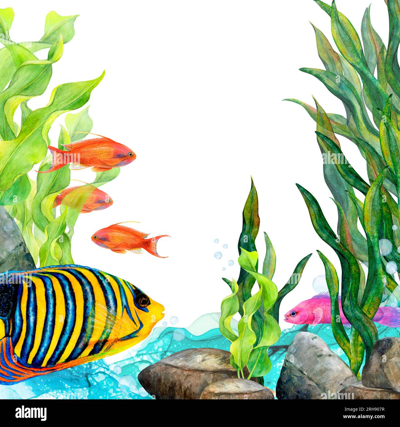 Watercolor drawing illustration of ribbon algae, royal angel fish ...