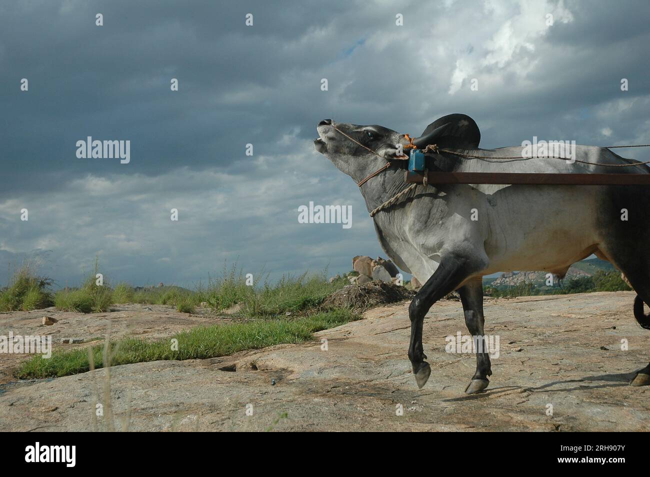 Bull cart at rural house India Stock Photo - Alamy