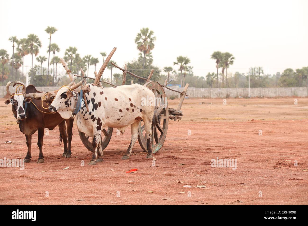 Bull cart at rural house India Stock Photo - Alamy