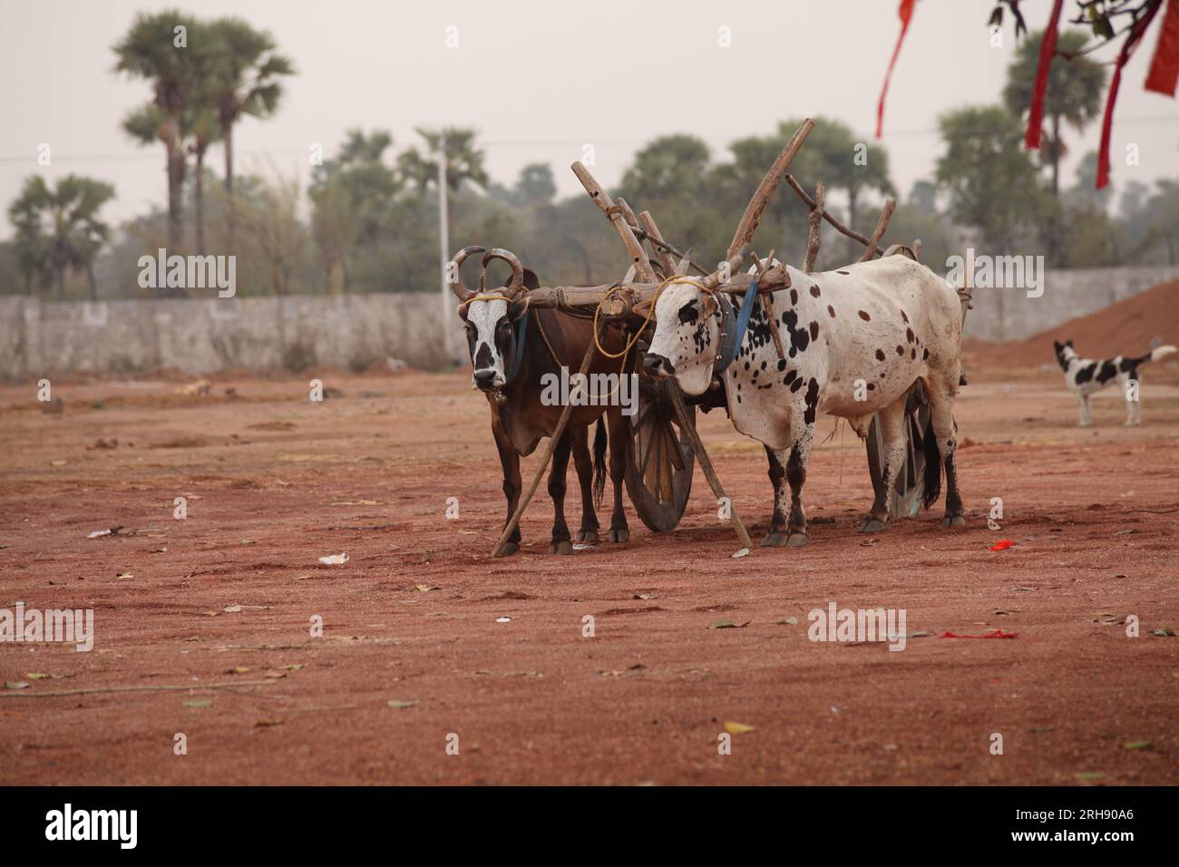 Bull cart at rural house India Stock Photo - Alamy