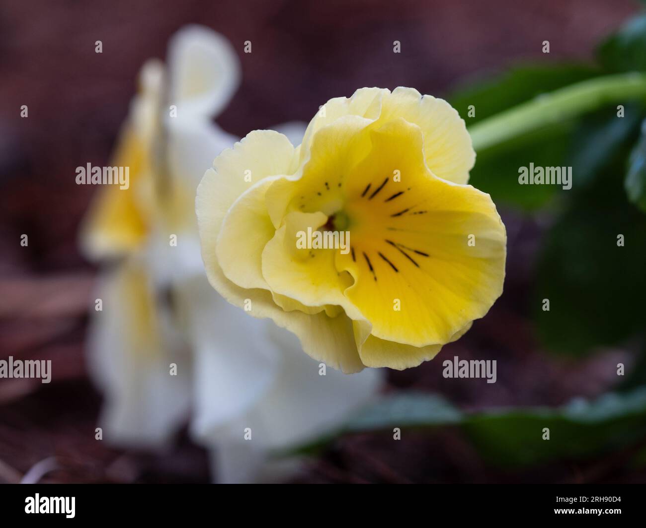 Lemon yellow and white edible Viola flower in an Australian kitchen ...