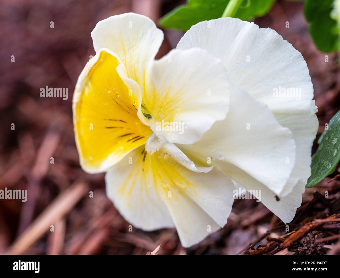 Lemon yellow and white edible Viola flower in an Australian kitchen ...