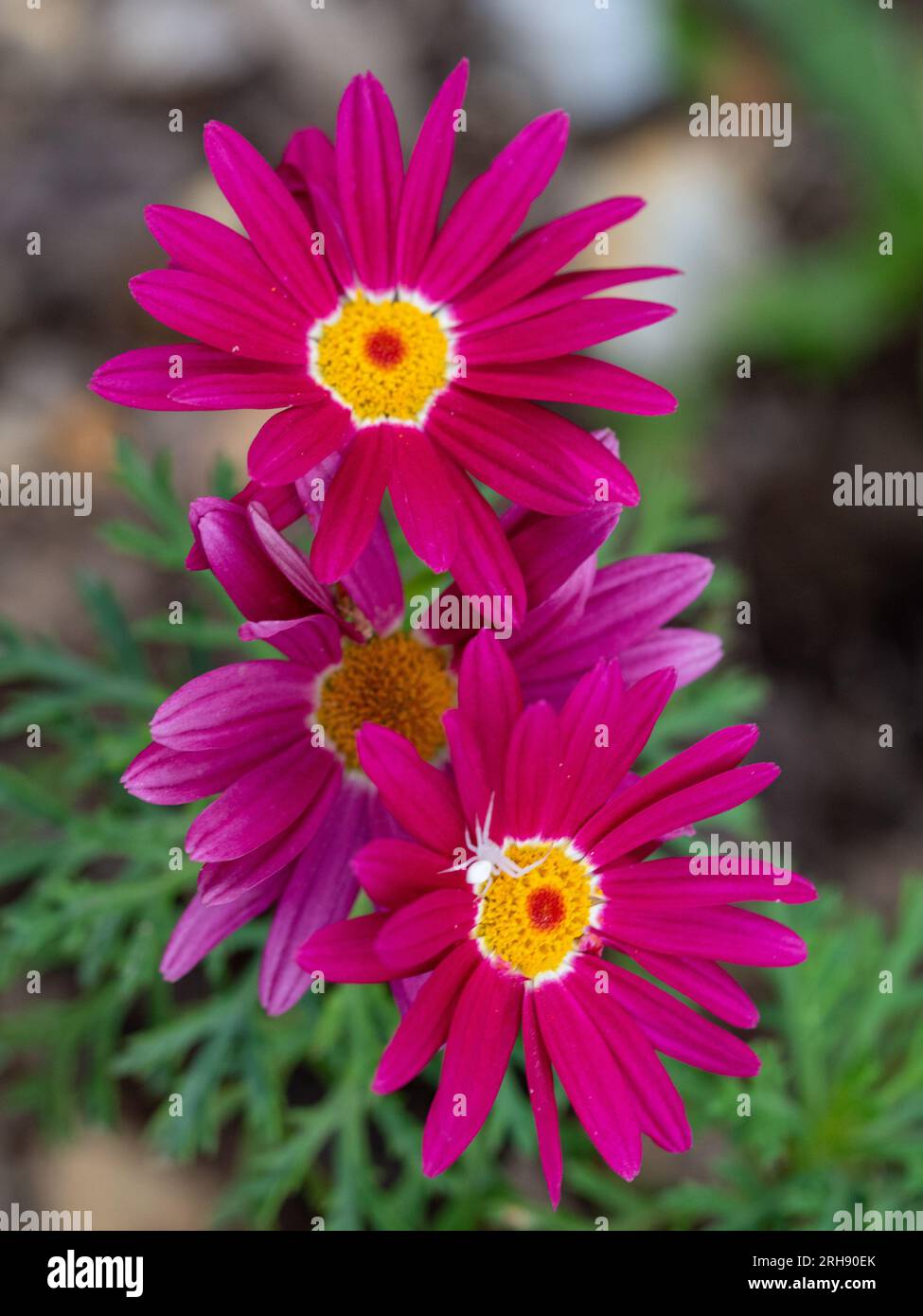 Australian crab spider hi-res stock photography and images - Alamy
