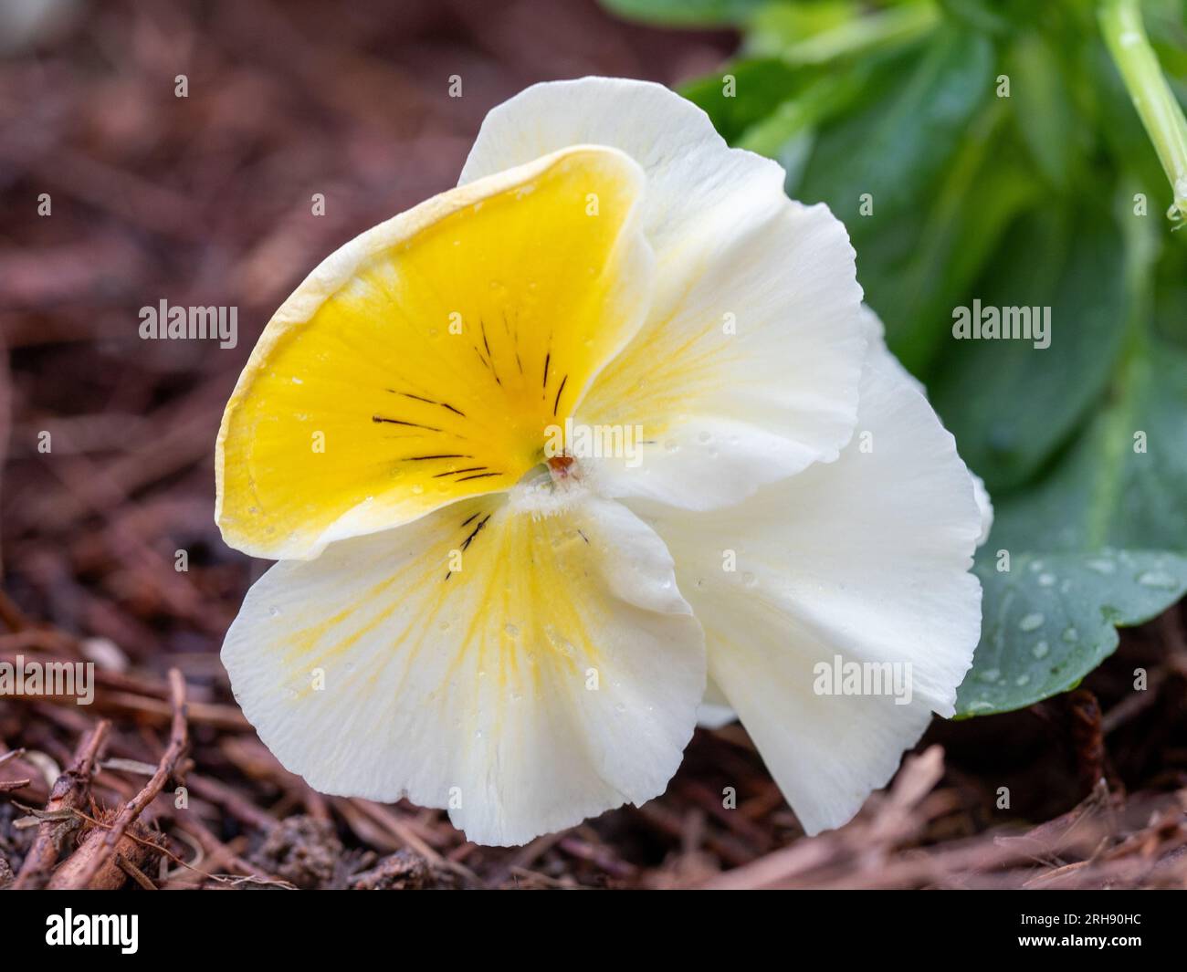 Lemon yellow and white edible Viola flower in an Australian kitchen ...