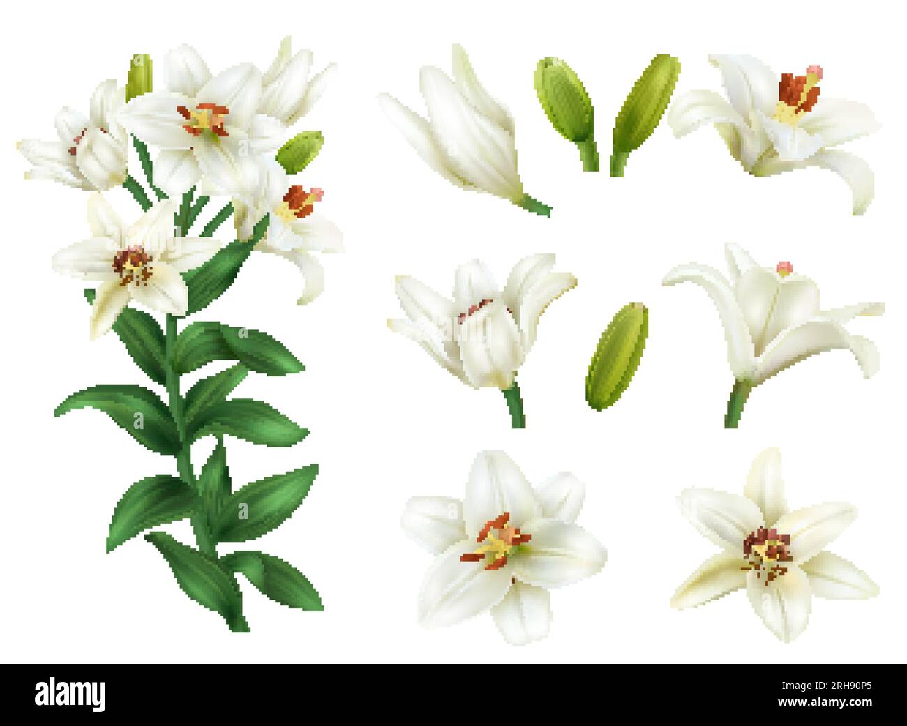 Realistic white lily flower icons set with blooming blossoms isolated ...