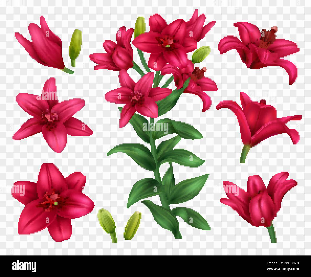Realistic red lily flower icons set on transparent background isolated ...