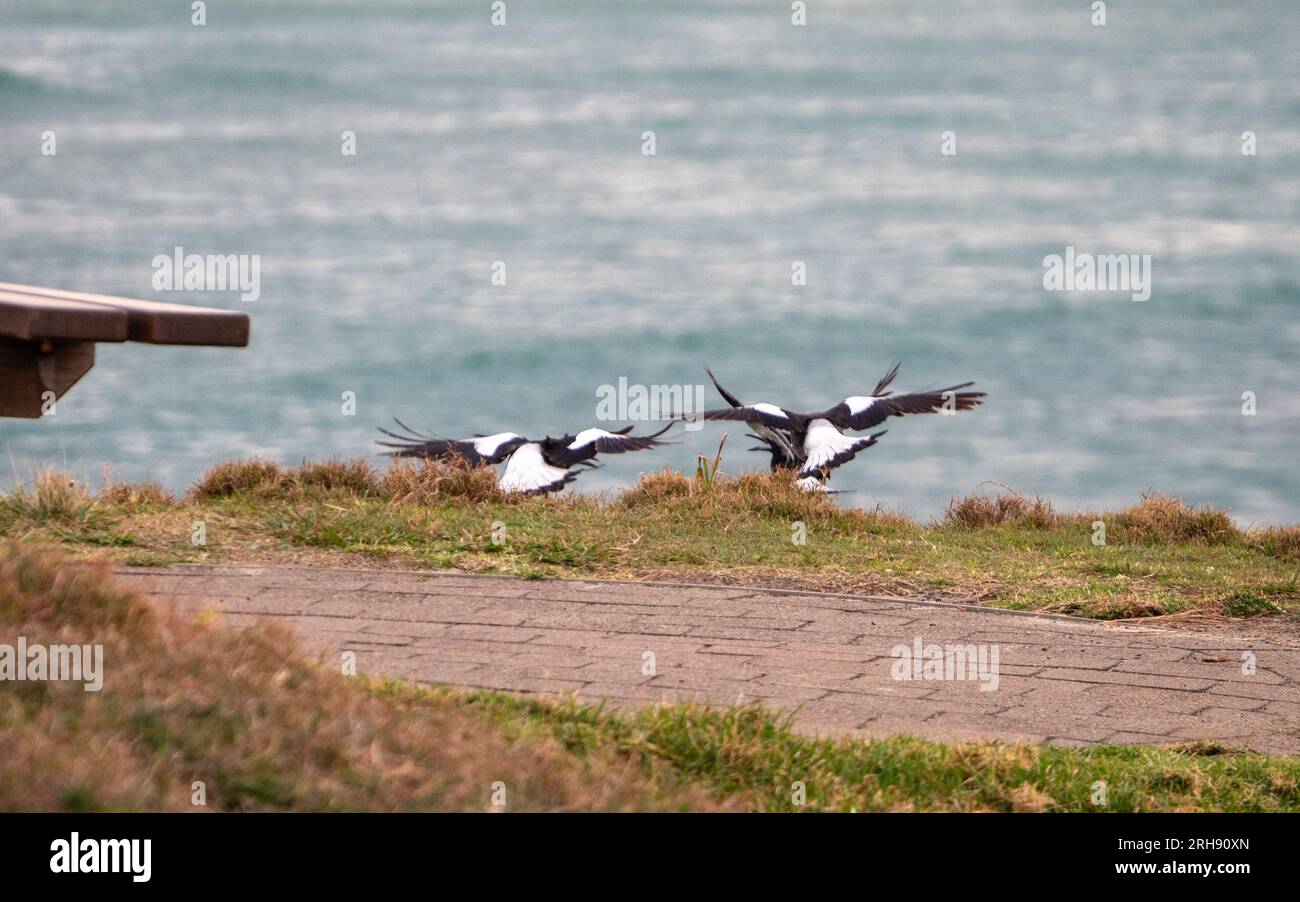 Australian magpie swooping hi-res stock photography and images - Alamy