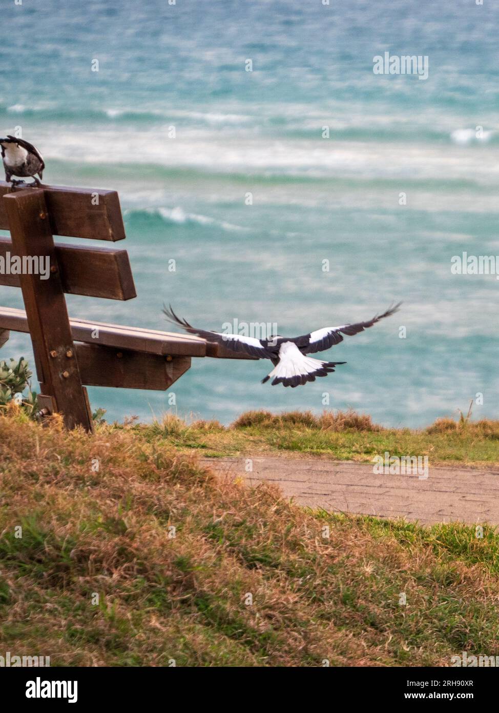 Magpie flying with wings outstretched, taking off to fly over the ocean ...