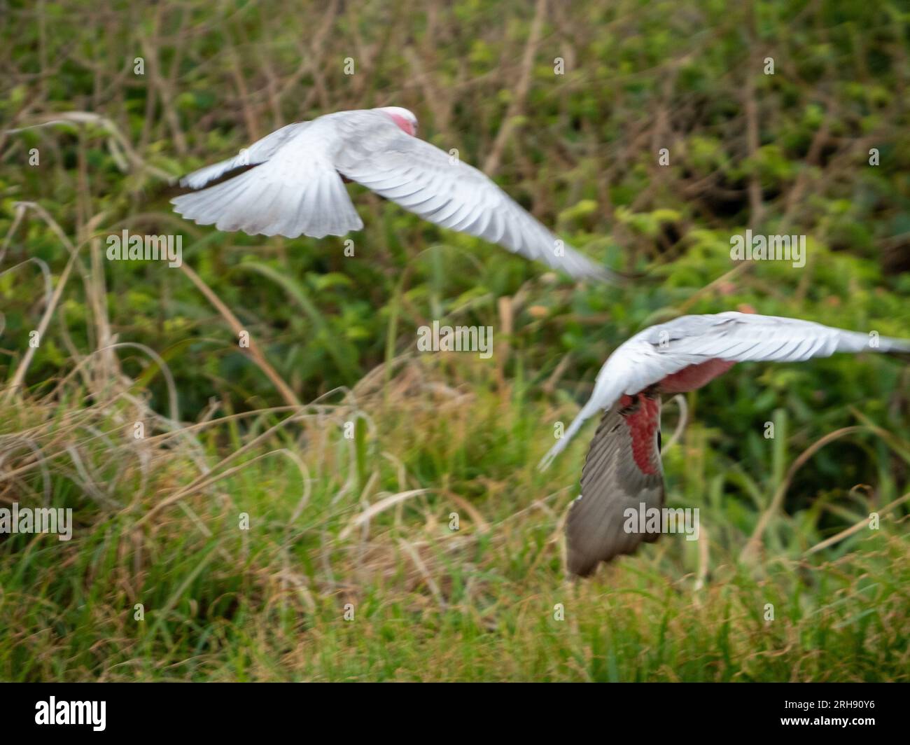 Two Galahs aka pink cockatoos in flight taking off from the ground ...