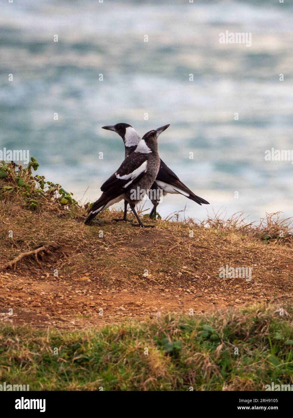 Two Australian Magpies standing facing opposite direction’s overlooking ...