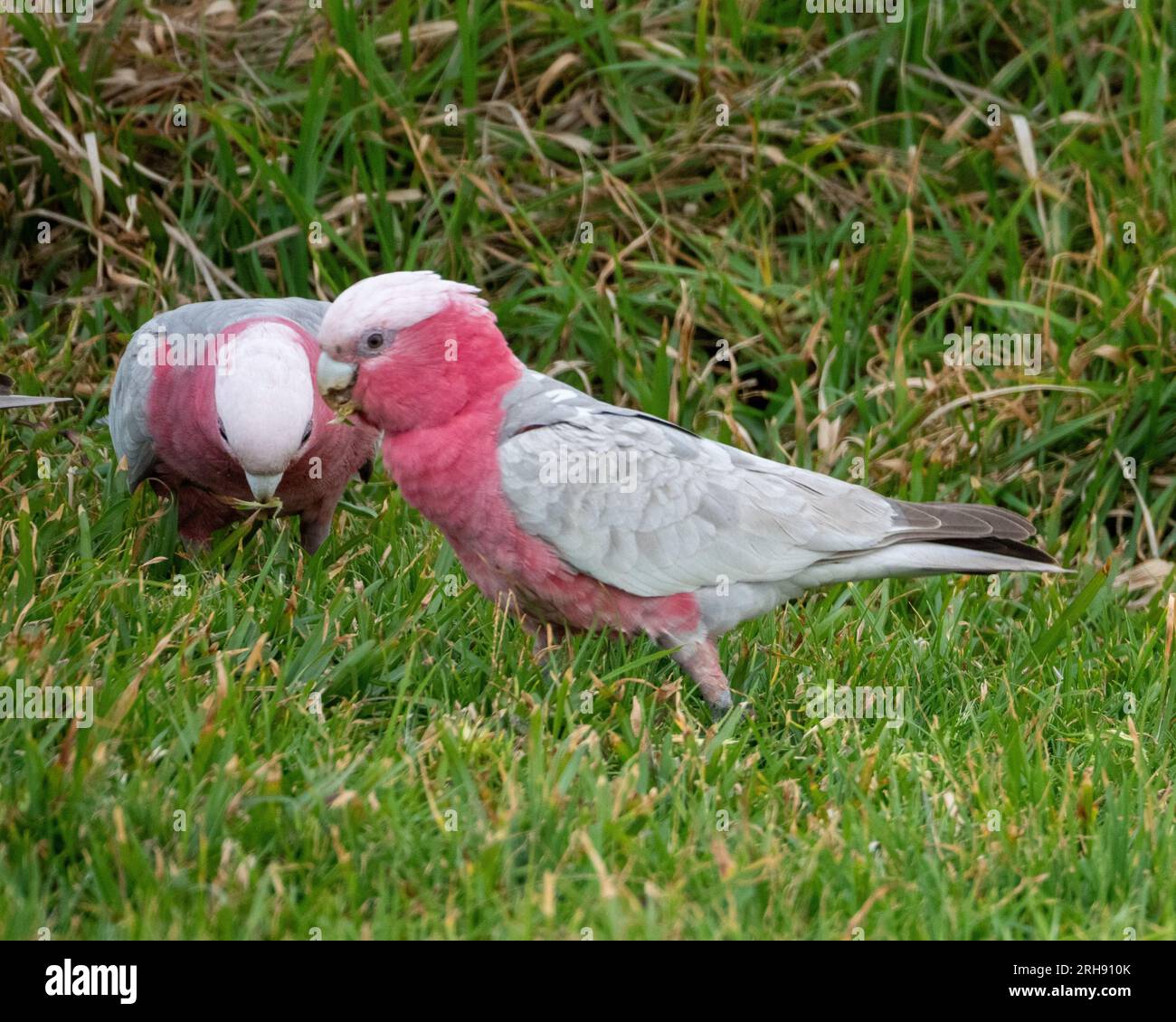 Pink grey cockatoos feeding hi-res stock photography and images - Alamy
