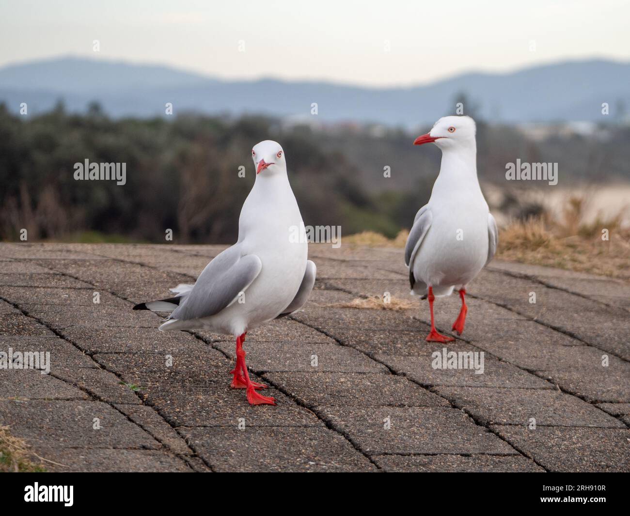 Red orange legs feet beaks hi-res stock photography and images - Alamy