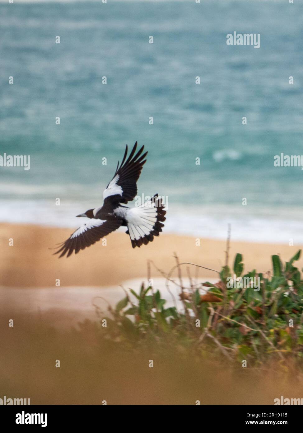 Young Australian Magpie flying, sea water and beach in background Stock ...