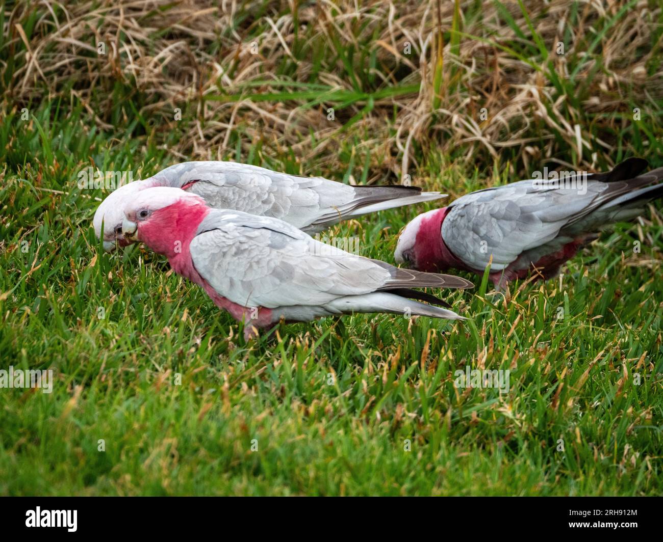 A flock of Galahs, Pink and Grey Cockatoos, Australian native birds ...