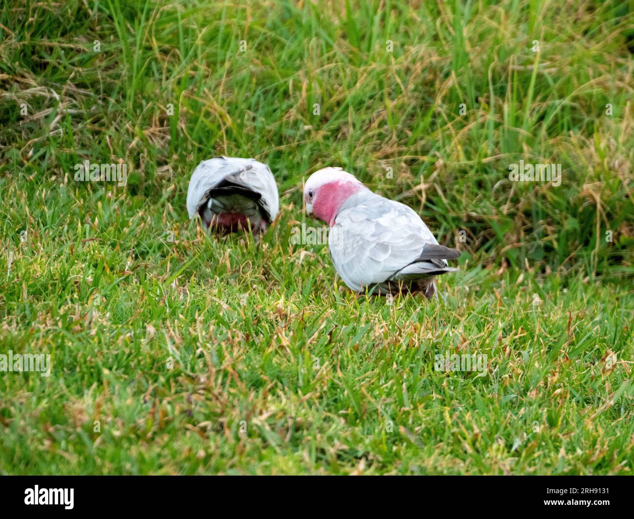 Australian native grass grasses hi-res stock photography and images - Alamy