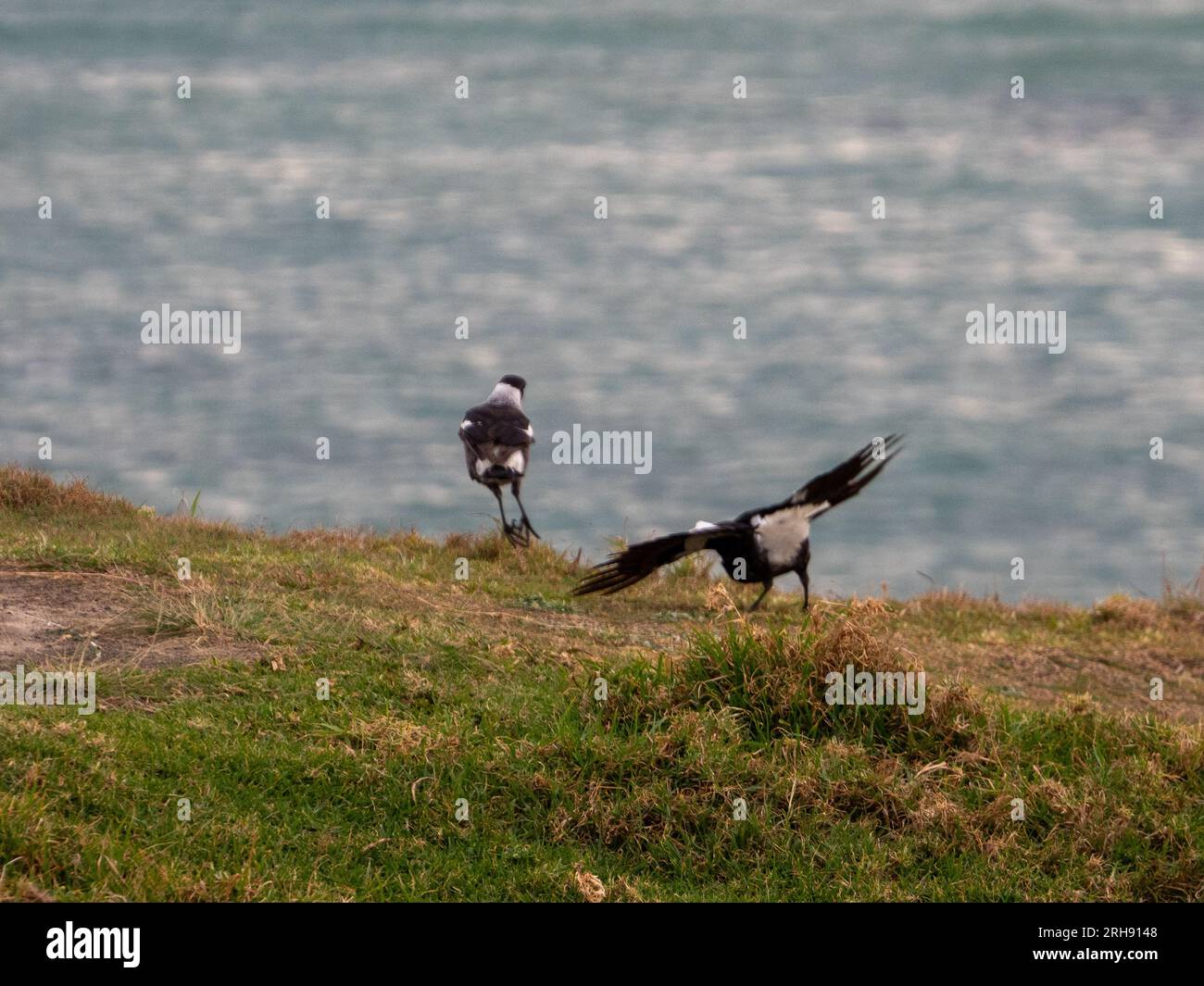 Young Australian Magpie that has just landed after swooping in towards ...