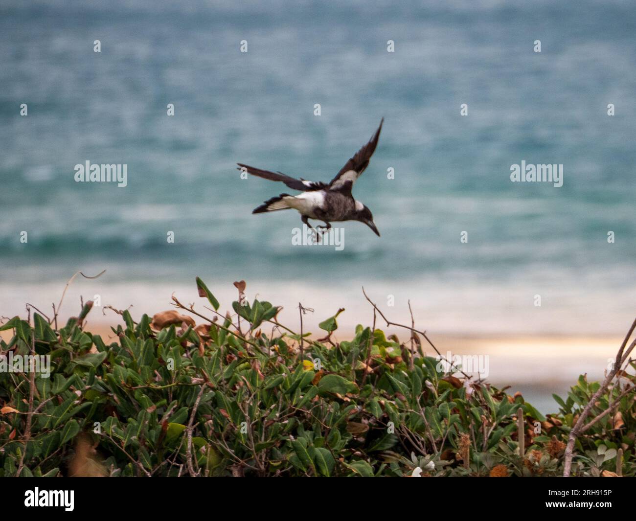 Young Australian Magpie swooping in, blue sea background Stock Photo ...