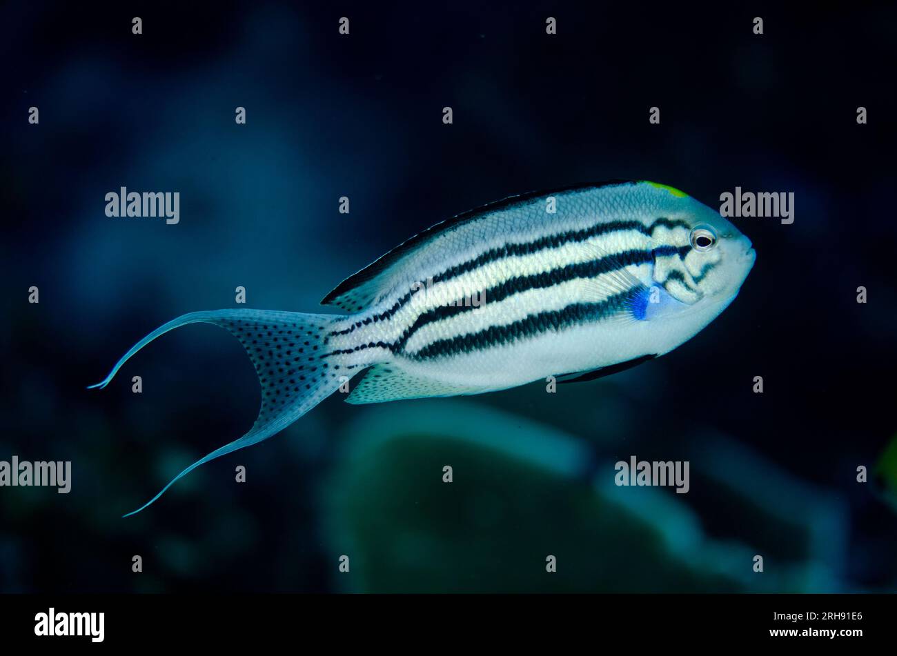 Male Blackstriped Angelfish, Genicanthus lamarck, Boo Rocks dive site ...