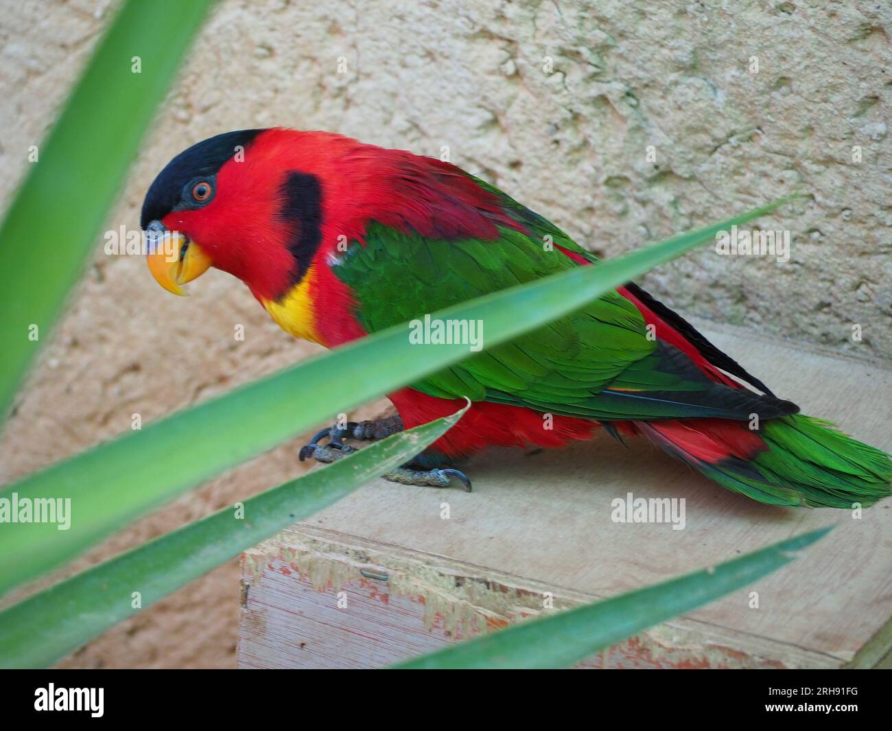 Chattering lory hi-res stock photography and images - Alamy