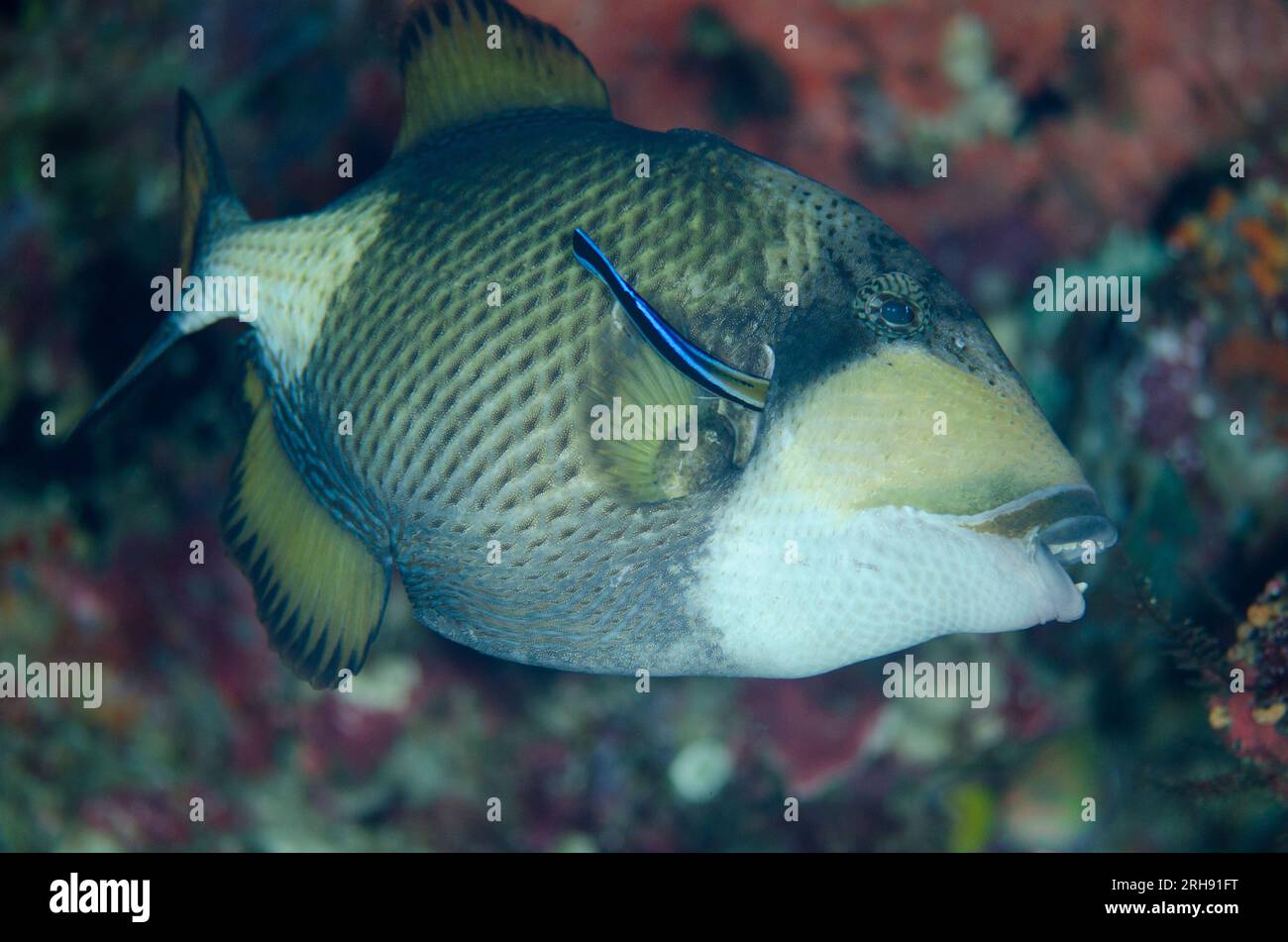 Bluestreak Cleaner Wrasse, Labroides dimidiatus, cleaning gills of ...