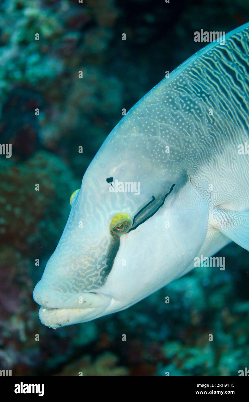 Juvenile Humphead Wrasse, Cheilinus undulatus, Shadow Reef dive site ...