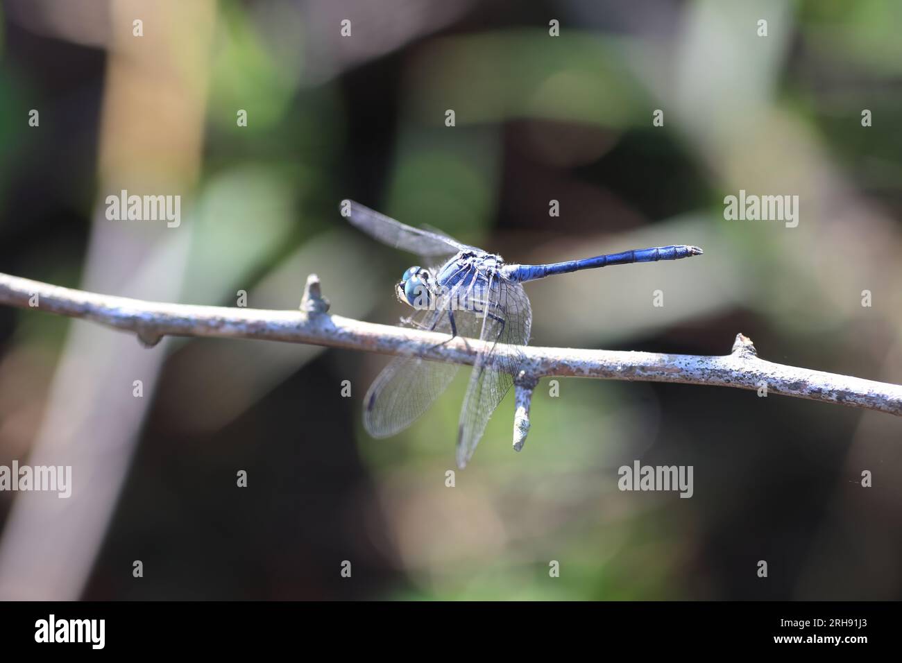 Blue darter hi-res stock photography and images - Alamy