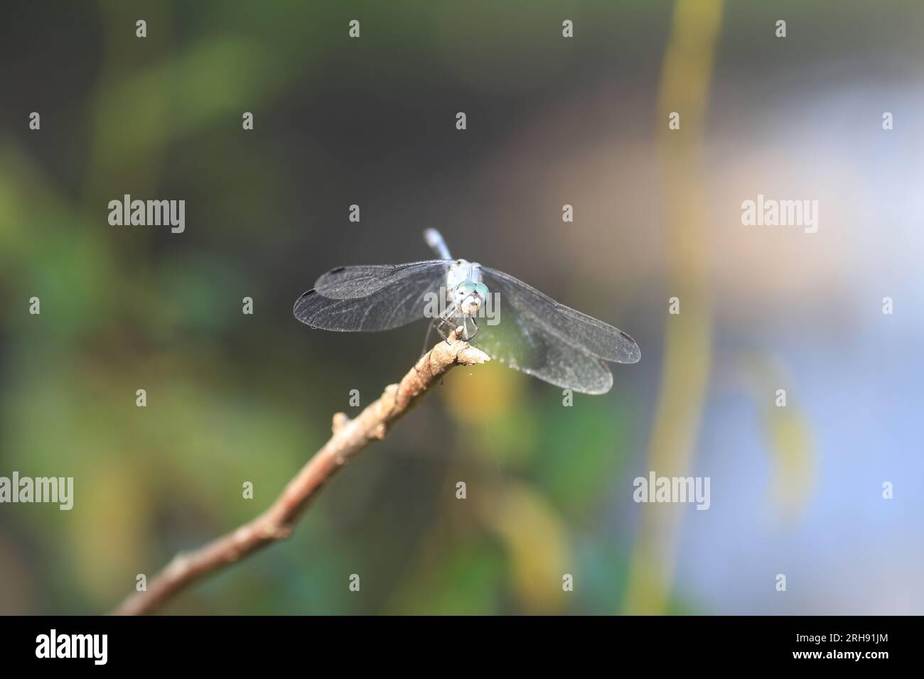 Blue darter hi-res stock photography and images - Alamy