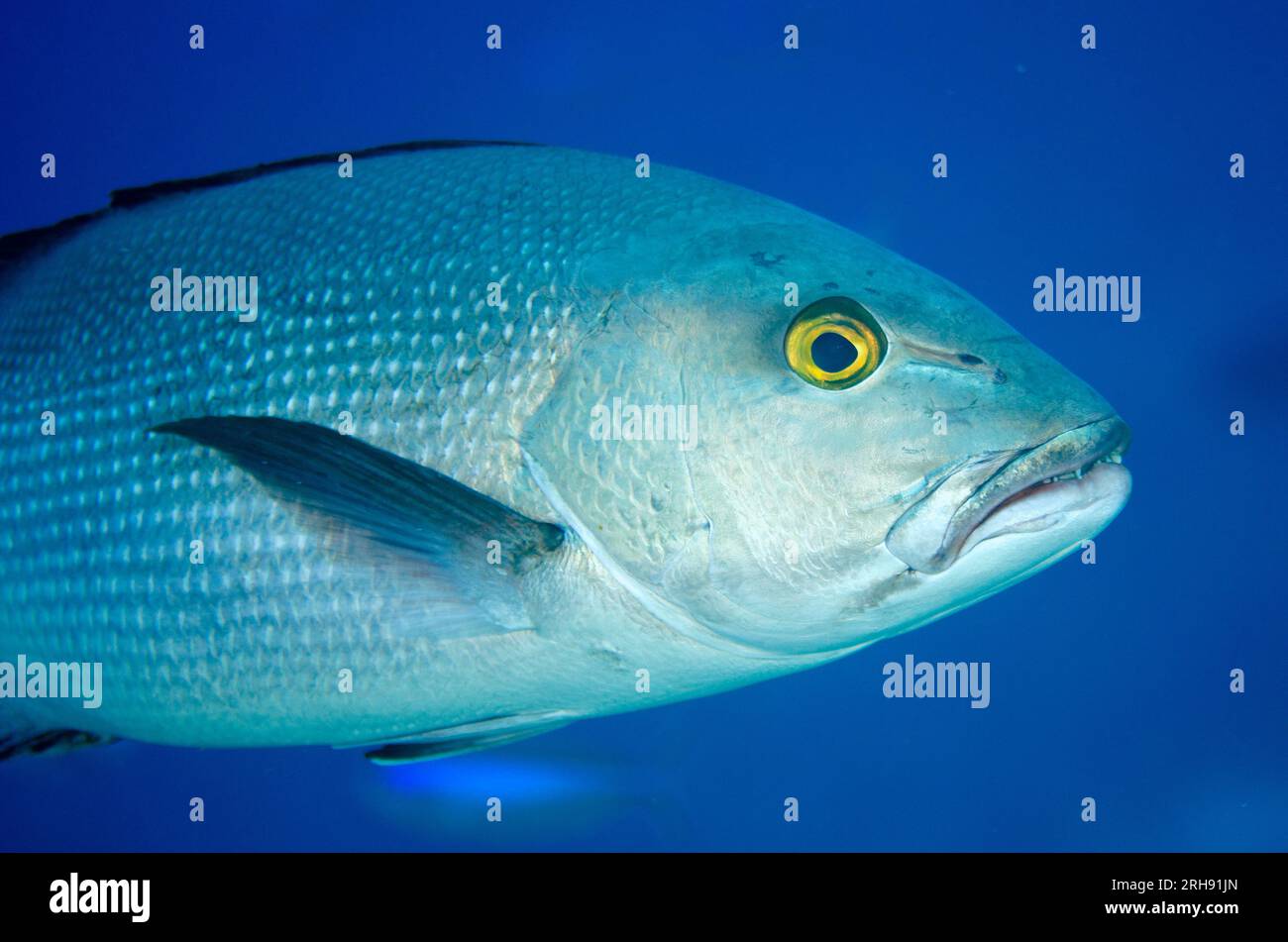 Red Snapper, Lutjanus bohar, Shadow Reef dive site, Yilliet Island ...