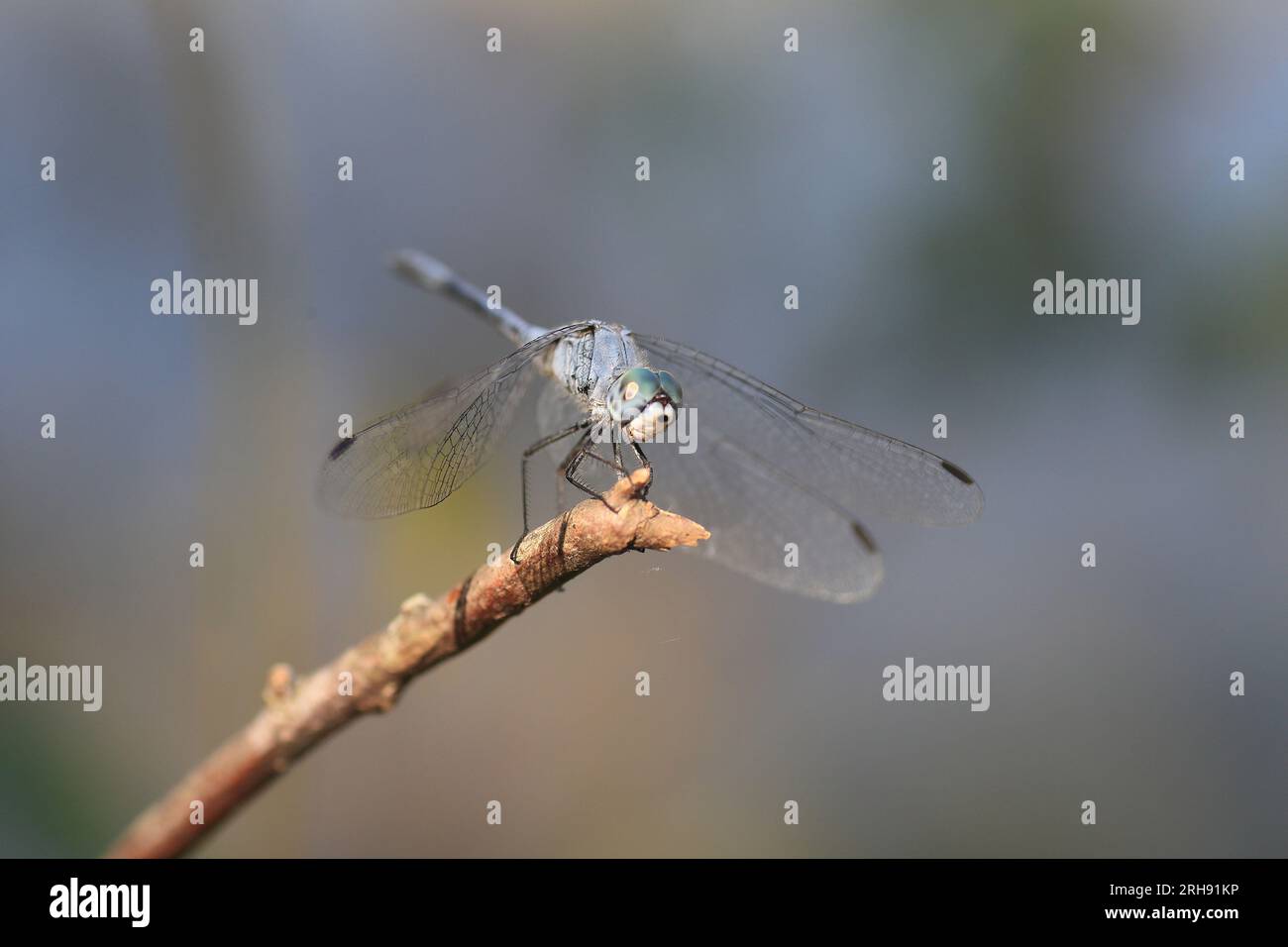 Blue darter hi-res stock photography and images - Alamy