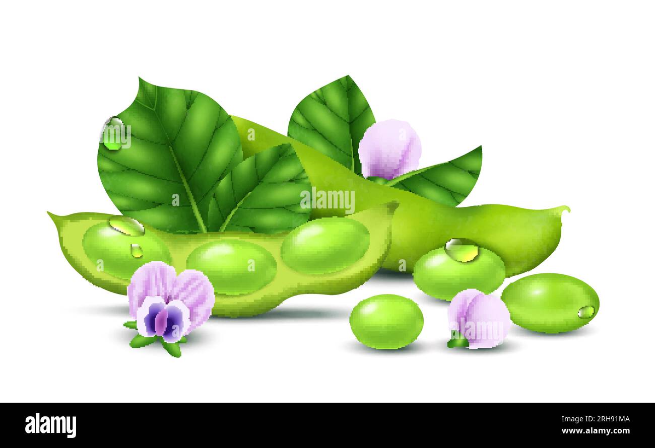 Realistic soybean concept with green soy beans and flowers vector ...