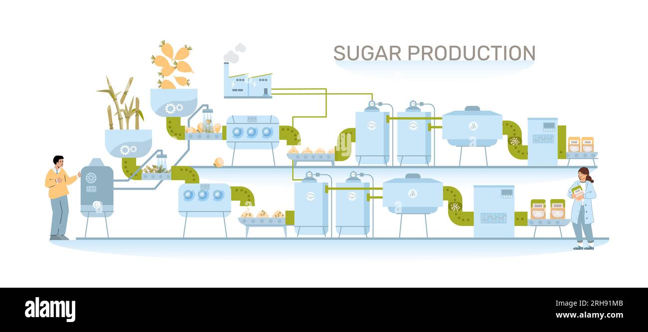 Sugar production flat composition of text and front view of whole ...