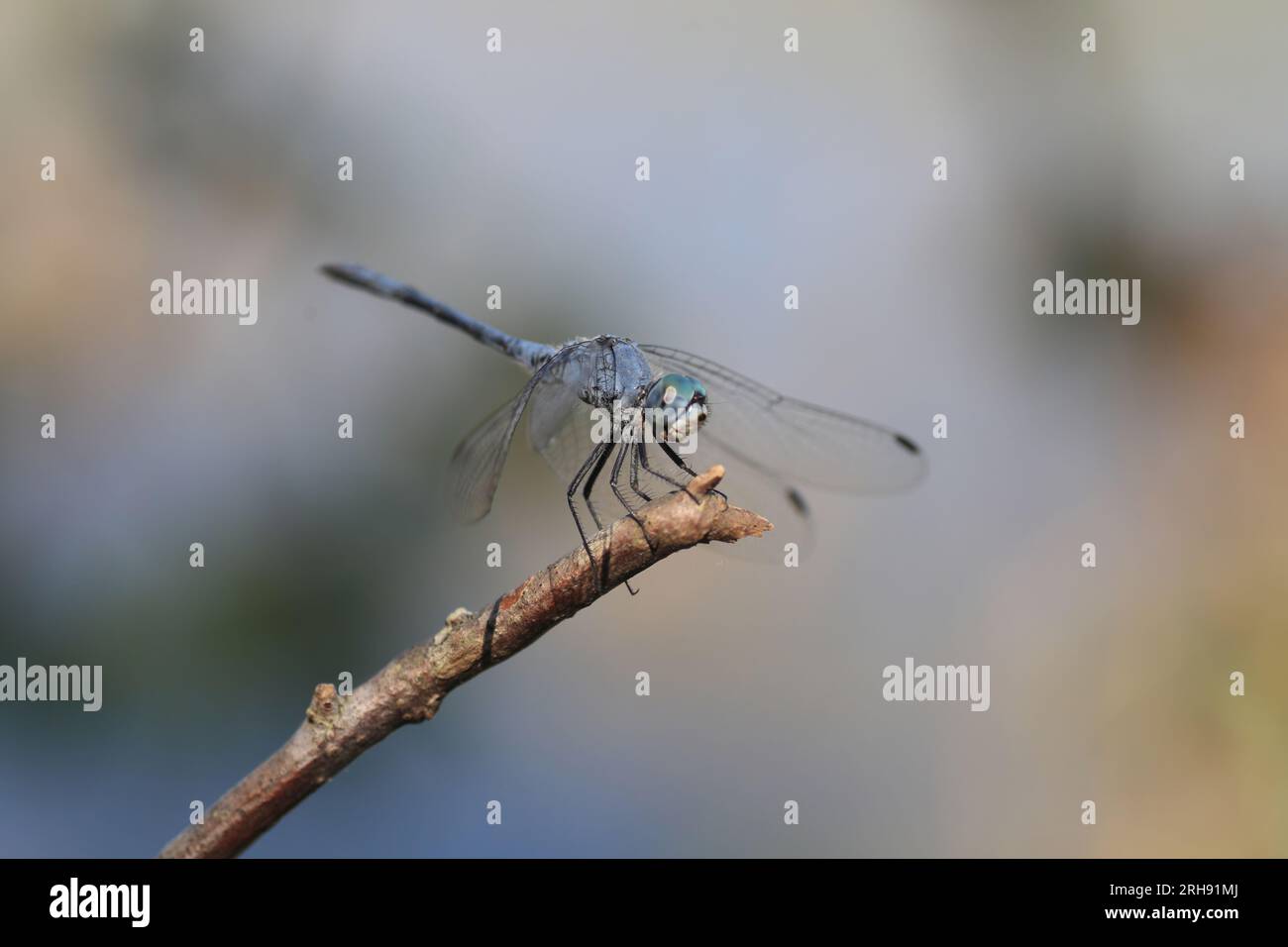 Blue darter hi-res stock photography and images - Alamy
