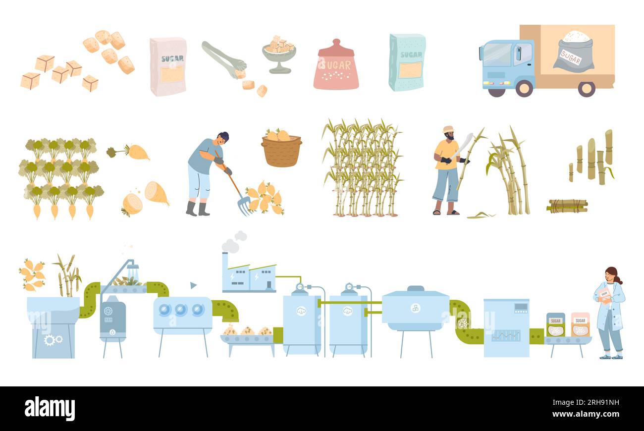 Sugar Production Flat Set With Isolated Icons Of Beets Canes Gathering