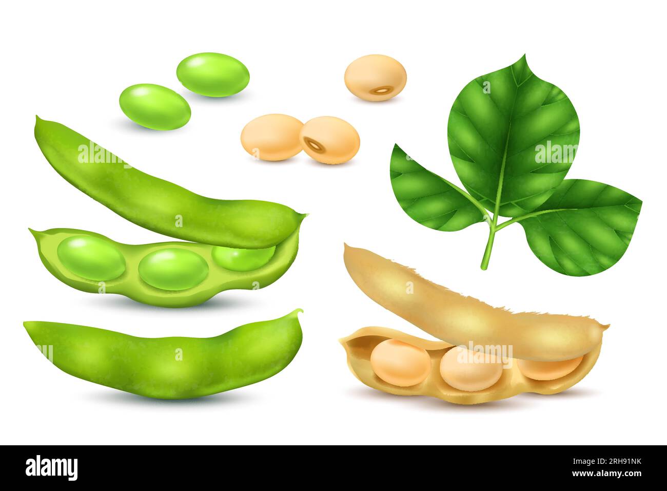 Realistic soybean realistic icons set with soy beans and leaves ...