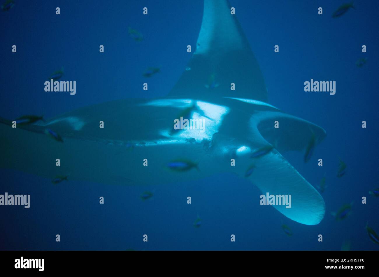 Giant oceanic manta ray close hi-res stock photography and images - Alamy