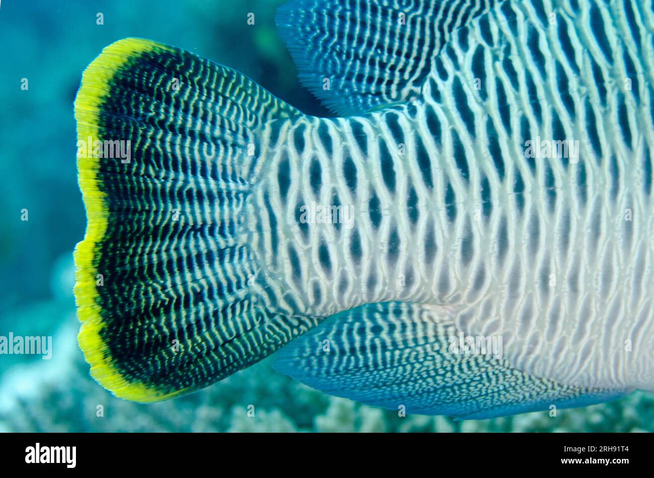 Tail of juvenile Humphead Wrasse, Cheilinus undulatus, Shadow Reef dive ...
