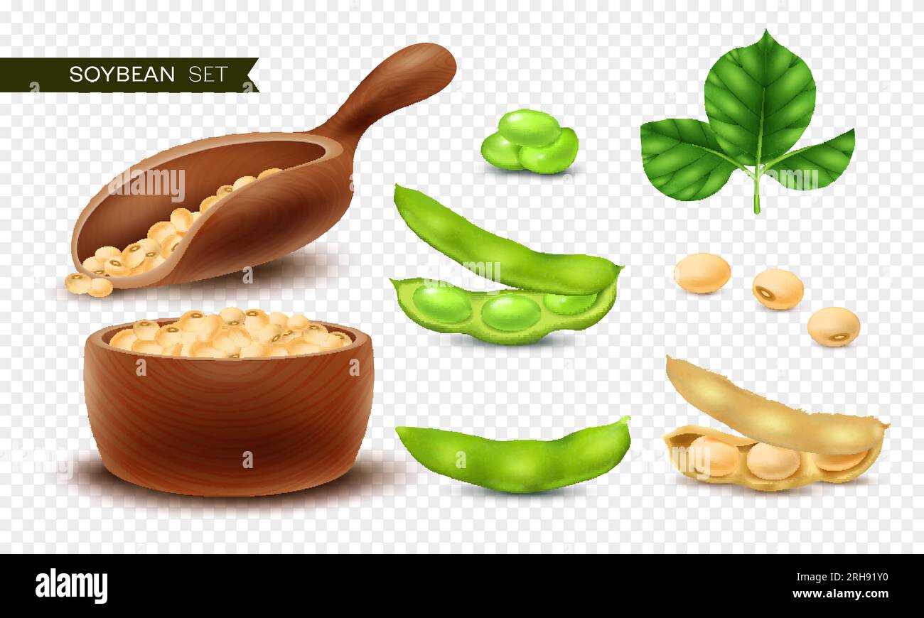 Realistic soybean icons set with soy beans on transparent background ...