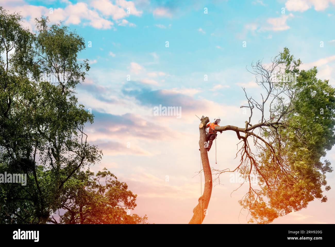 Arborist climbing up the tree and cutting branches off with small ...